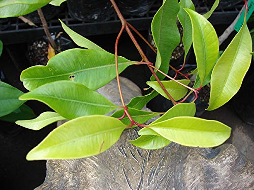 Live Clove Plant Syzygium Aromaticum Labongo Laung Plant : Amazon.in ...
