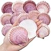 Amazon.com: 30PCS Natural Scallop Shells Purple Red Sea Shells, Real ...