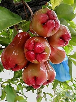 Creative Farmer Transform Your Balcony Into A Fruit Oasis With High ...