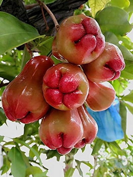 Creative Farmer Create A Lush Fruit Garden On Your Balcony With Rare ...