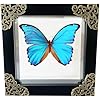 Amazon.com - Insect Display Case, Insect Display Box,Butterfly Shadow ...