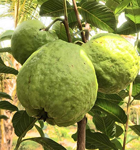 7 ocean Plus Retailers Gouva Live Plant : Amazon.in: Garden & Outdoors