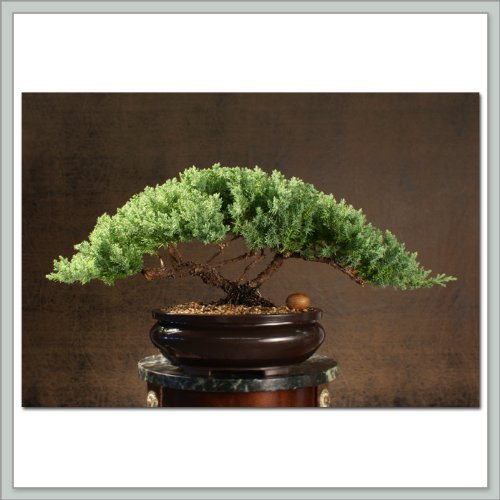 Amazon.com : Bonsai Tree Juniper | Andromeda : Bonsai Plants : Grocery ...