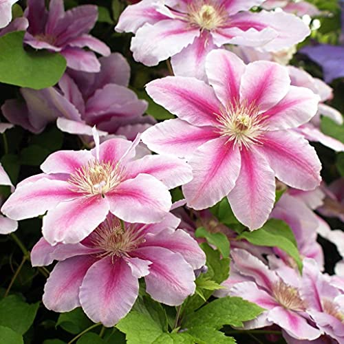 Clematis flower - How to grow & care