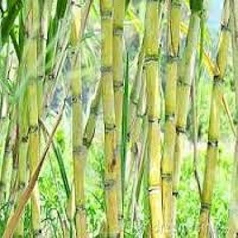 Amazon.com: Sugarcane Plant-Organic Sugar Cane 7 Sticks Yellow Green 2 ...