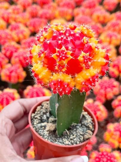 Amazon.com : Grafted Moon Cactus Gymnocalycium Mihanovichii (Red ...
