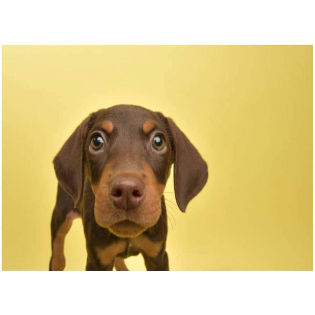 Chocolate Doberman Puppy