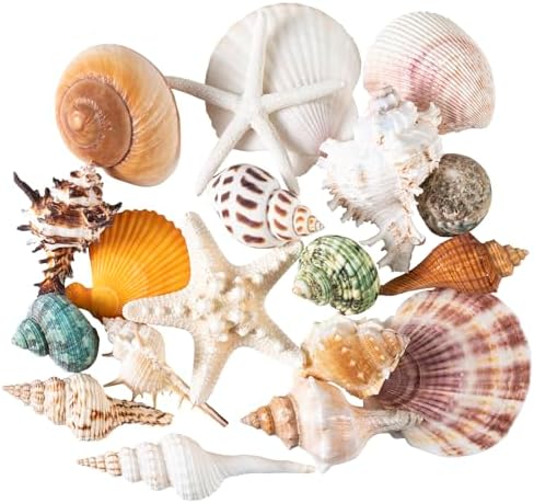 Amazon.com: JQAQJU Sea Shells Mixed Beach Seashells 20 Kinds, 1.5"-5.5 ...