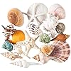 Amazon.com: ALHROEUO Large Sea Shells 20PCS for Beach Decor: Mixed ...