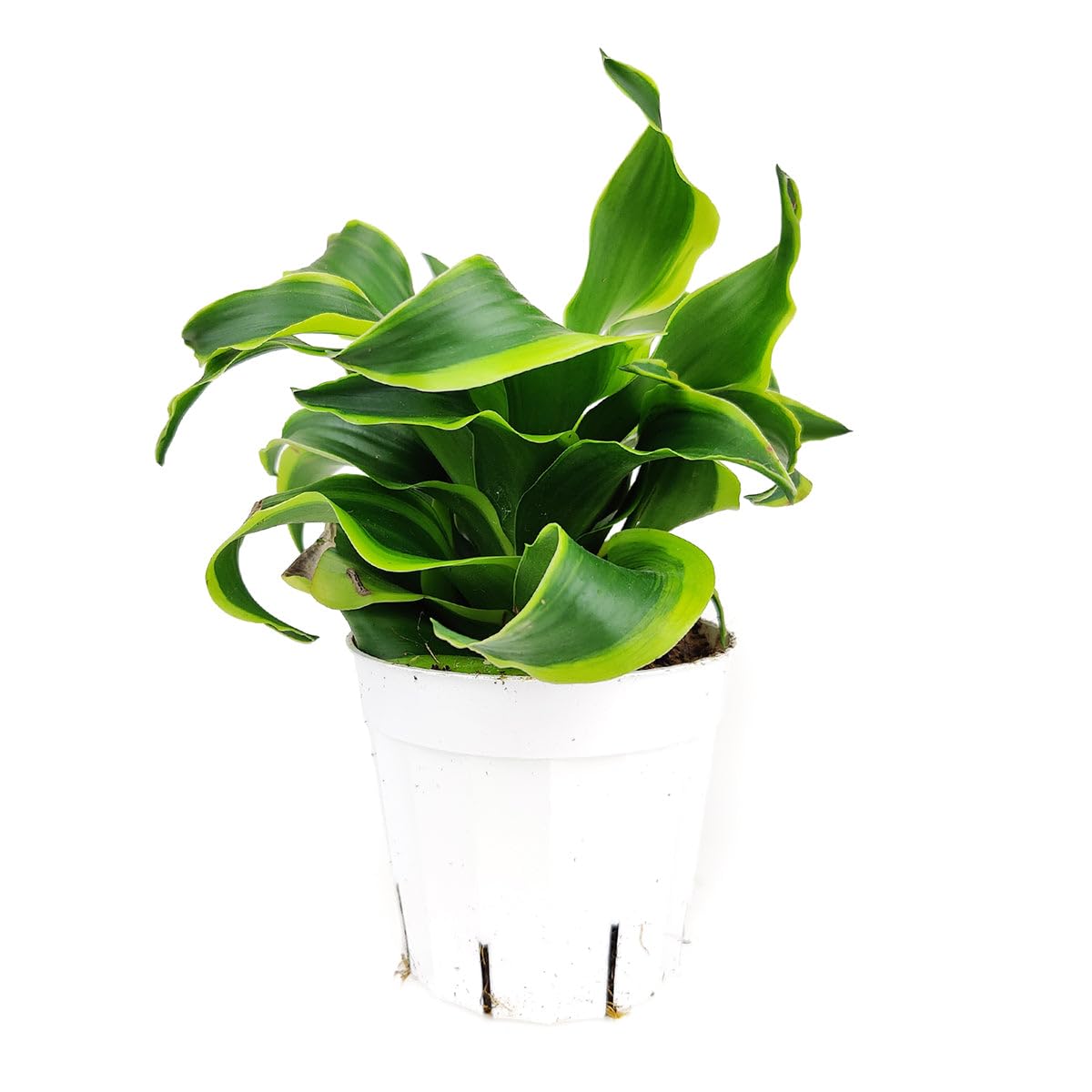 Amazon.com : Dracaena Tornado (4 inch + Grower Pot) - Unusual 4 inch ...