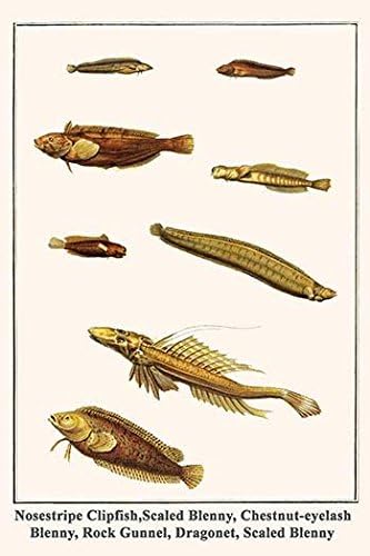 Amazon.com: Clinus dorsalis Clinidae Cirripectus castaneus Pholis ...
