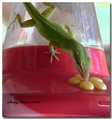 Amazon.com: Saga of Dizzy Lizard Child's Story eBook : Nichols, Shirley ...