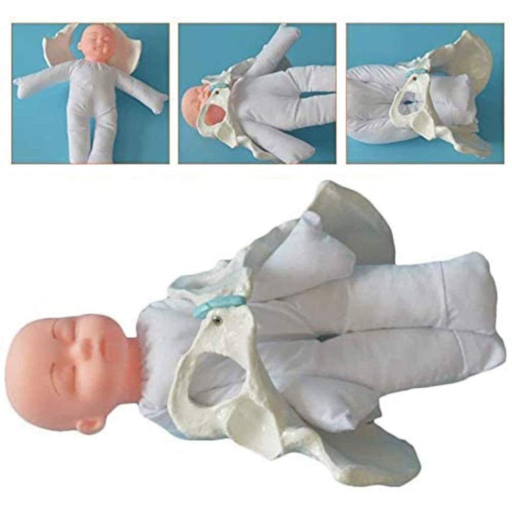 Buy Female Pelvis Childbirth Model, Midwifery Training Model ...
