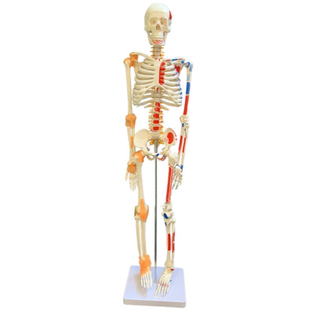 Buy Educational model skeleton model human anatomy with body muscles ...