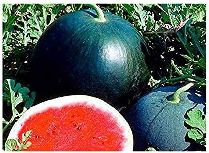 Baby Melone – Die 15 besten Produkte im Vergleich & Angebote ...