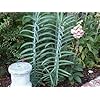 Amazon.com : Euphorbia lathyris GOPHER PURGE Perennial Seeds! : Patio ...