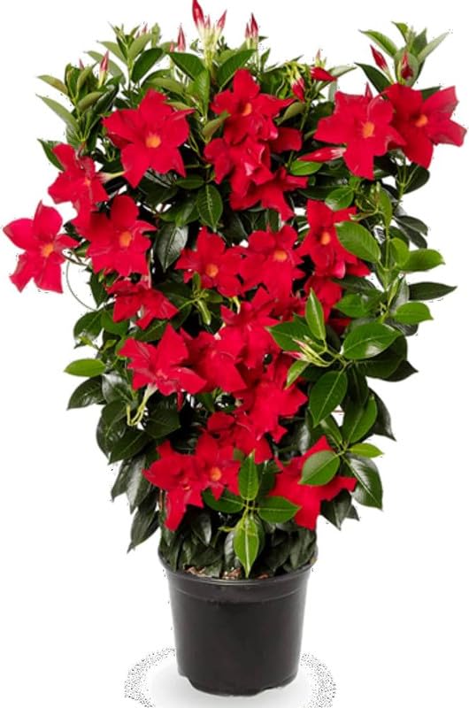 Climber Live Plant Landscaping Rare Yellow Mandevilla Flower Plants For ...