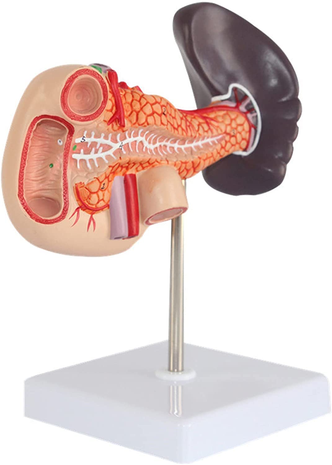 Buy Anatomical Human Pancreas Human Spleen And Pancreas Model Magnitude ...