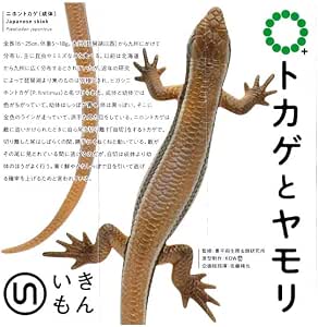 Amazon.co.jp: Nature Technicolor MONO PLUS Lizard and Gecko, Magnet ...
