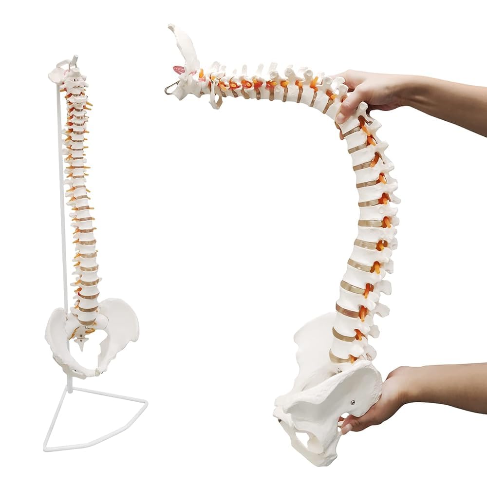 Ultrassist Life Size Human Spine Model, Bendy Spinal Cord with Hyoid ...