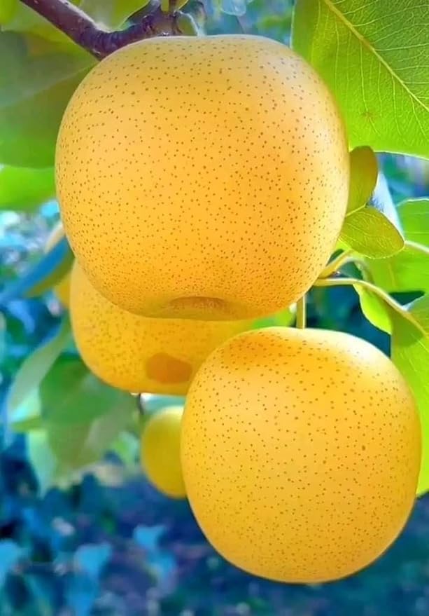 Special Sweet & Rare Japanese Pear Fruit Plant/Nashpati Plant Healthy ...