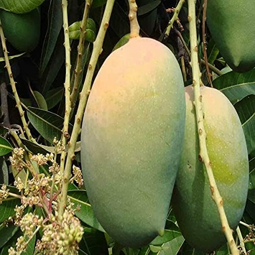 ALL IN ONEE Thai Alltime Mango Amba Grafted Live Plant Tree Mangifera ...