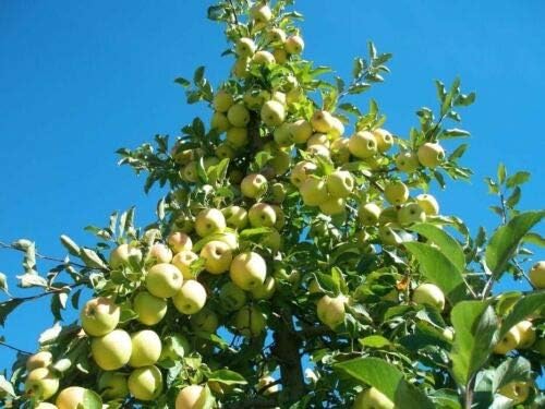 Amazon.com : 10 Golden Delicious Apple Fruit Tree Cutting : Patio, Lawn ...