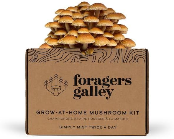 Snow Oyster Mushroom Grow-at-Home Kit - 6lbs - Grow a Commercial Sized ...