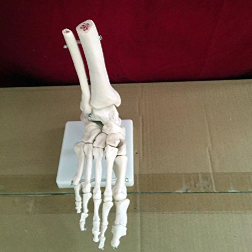 PVC Life-Size Foot Joint Skeleton Model : Amazon.in: Industrial ...