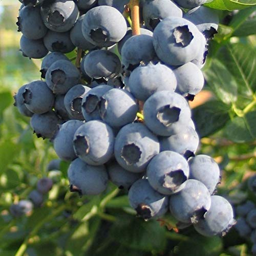 M-Tech Gardens Rare European Bush Blueberry" Toro" Exotic Blueberry ...