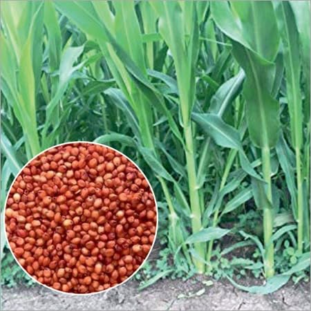 Golden Bloom Sorghum Sudan Grass Fodder Seeds - 1 Kg - Multi Cut Fodder ...