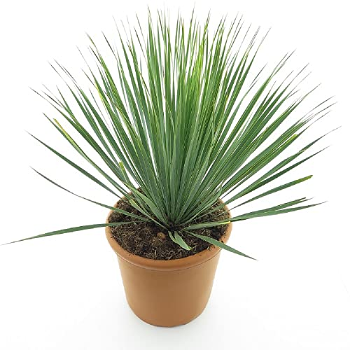Yucca Rostrata Pflege – Die 15 besten Produkte im Vergleich ...