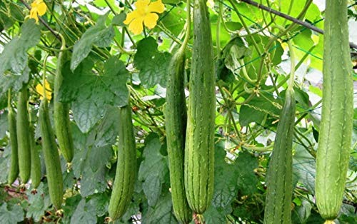 Buy Plant House Live Ridge Gourd - Turai Vegetable Vine Plant with POT ...