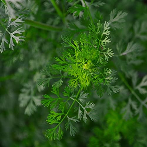 Amazon.com : 500+ Cilantro Seeds for Planting - Heirloom Non-GMO USA ...