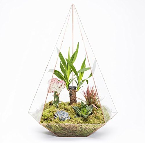 The Urban Botanist Copper Mega Jewel Terrarium available with live ...