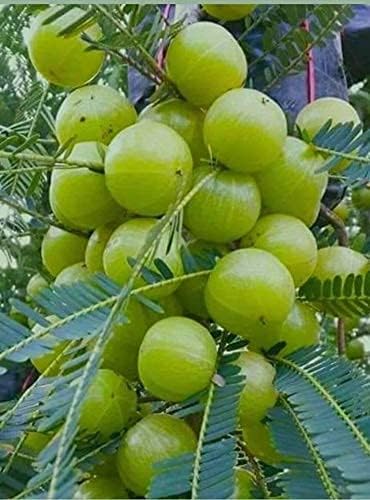 COLLECTION ITEM Green Amla GRAFTED Plant Gooseberry Amloki Plant ...