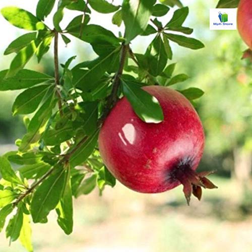S Garden Pomegranate,Dalimb Annar, Anar Live (Grafted) - Plant : Amazon ...