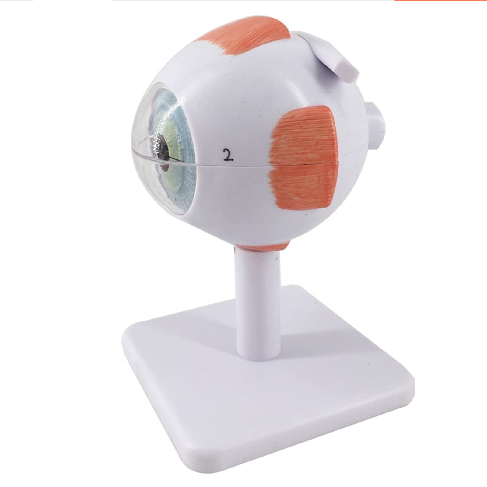 Buy LHLYL-DP Anatomical Human Eye Mode Anatomy Study Display Model ...