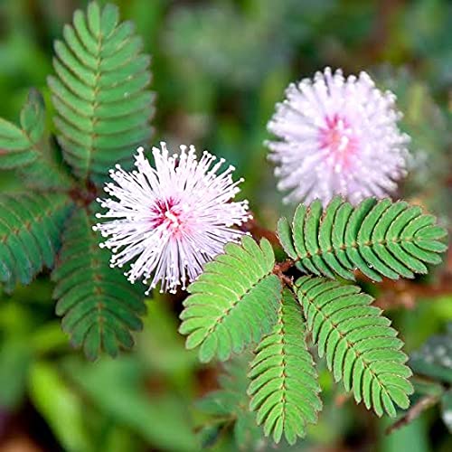 MVKR Live Real Chui - Mui, Mimosa Pudica, Sensitive Plant (Pack of 1 ...