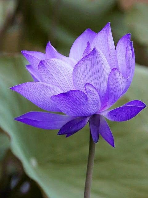 Manju Nursery Purple Lotus Flower Plant Tuber Bulb Nelumbo nucifera for ...
