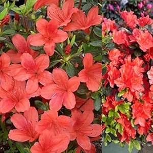 Carbeth Plants Azalea Plant - 2 x Pot of Orange Beauty Japanese Azalea ...
