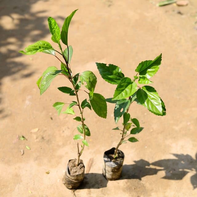 Set of 2 - Hibiscus Desi (colour) in 4 Inch Flower Live Nursery Plant ...