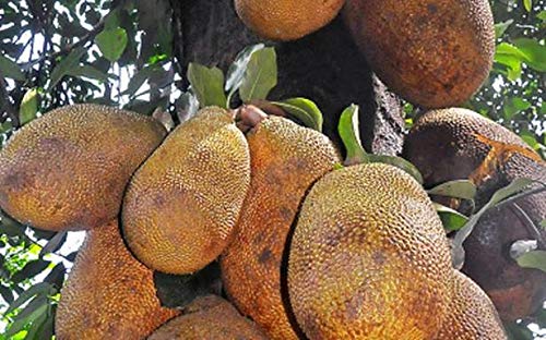 Arlo " Black Gold " Jackfruit Deep Orange Color Fruit Seeds - 5 Seeds ...