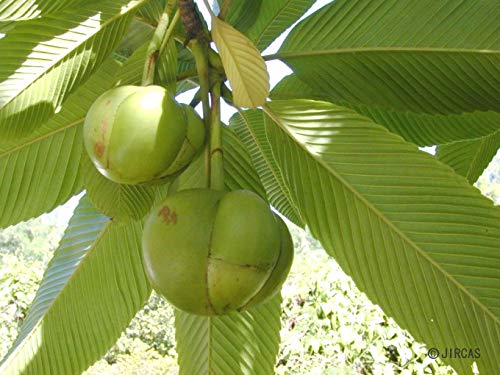 Indiana Herbalife Dillenia Indica Dillenia Speciose Elephant Apple ...