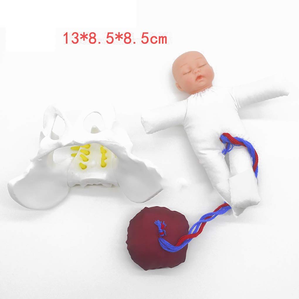 Buy Female Pelvis Childbirth Model - Mini Female Pelvis&Baby Model ...