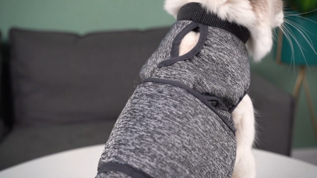 Watch Cat Anxiety Jacket, Cat Anti Anxiety Vest, Thunder Vest on Amazon ...
