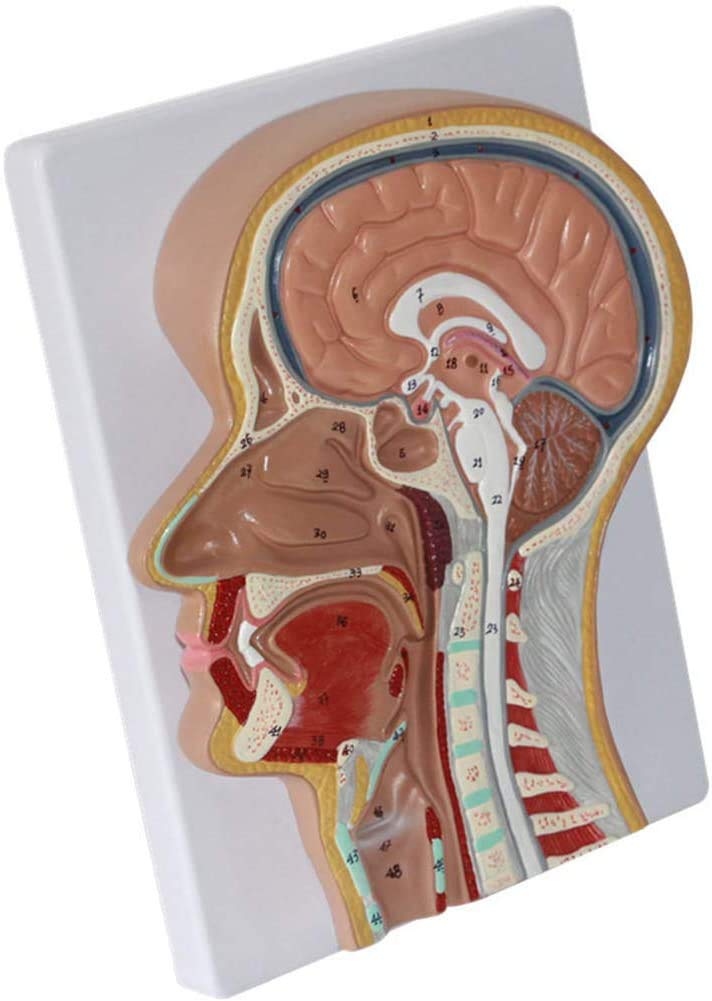 Half Head Face Human Anatomy Anatomical Model Nasal Cavity Anatomy ...