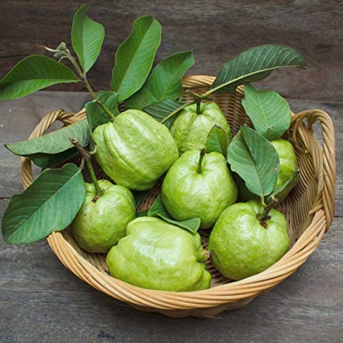 Creative Farmer Live Plant Gauva Fruit Giant Guavas Exotic Outdoor ...