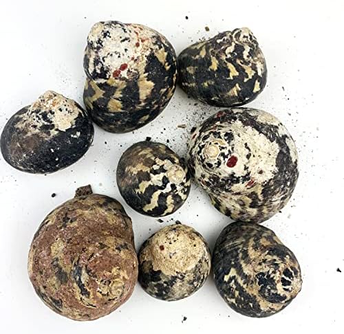 Amazon.com : Heyiwell 8PC Natural Magpie Turbo Shells, Hermit Crab Sea ...