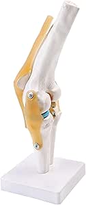 Amazon.com: Model Animals Knee Model Life Size Human Knee Joint Model ...